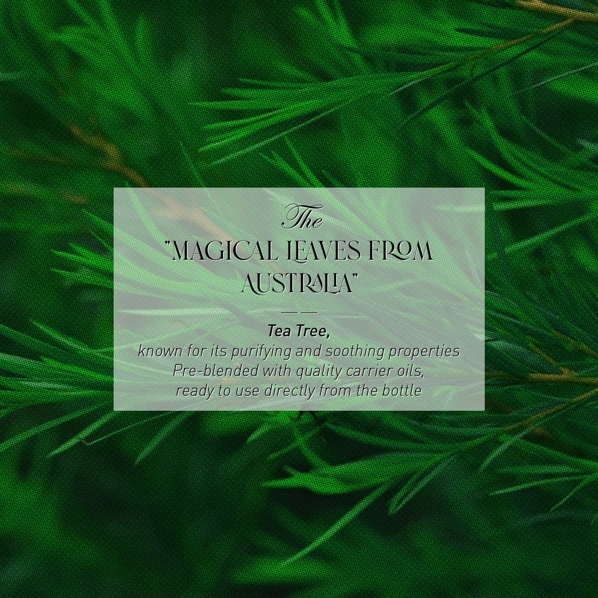 Tea Tree Essential Oil Blend – Gellé Frères